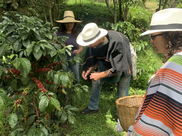 Coffee Farm Tour in Bogotá | From Bean to Brew with The True The true ...