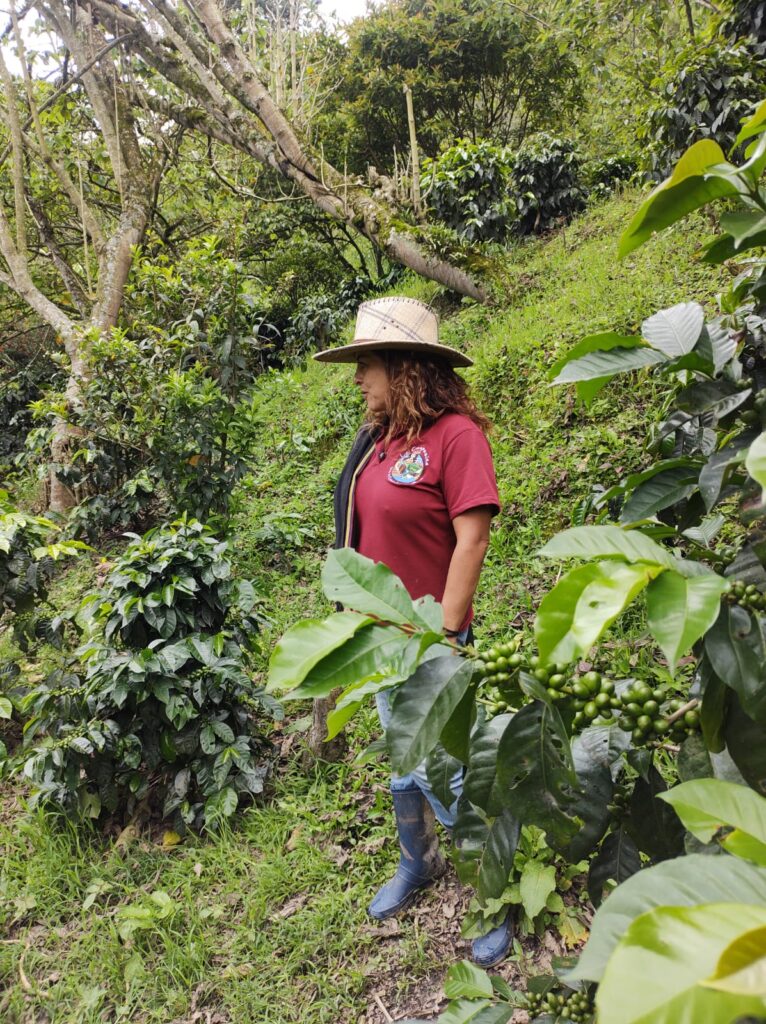 Coffee Farm Tour in Bogotá | From Bean to Brew with The True The true ...
