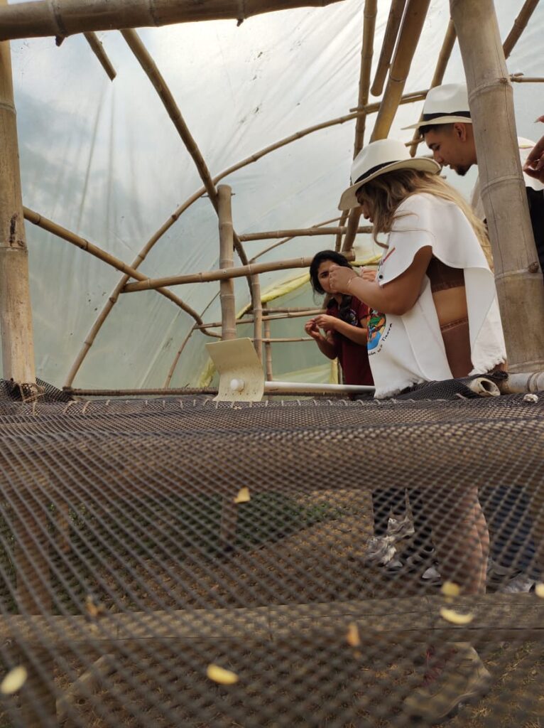 Coffee Farm Tour in Bogotá | From Bean to Brew with The True The true ...