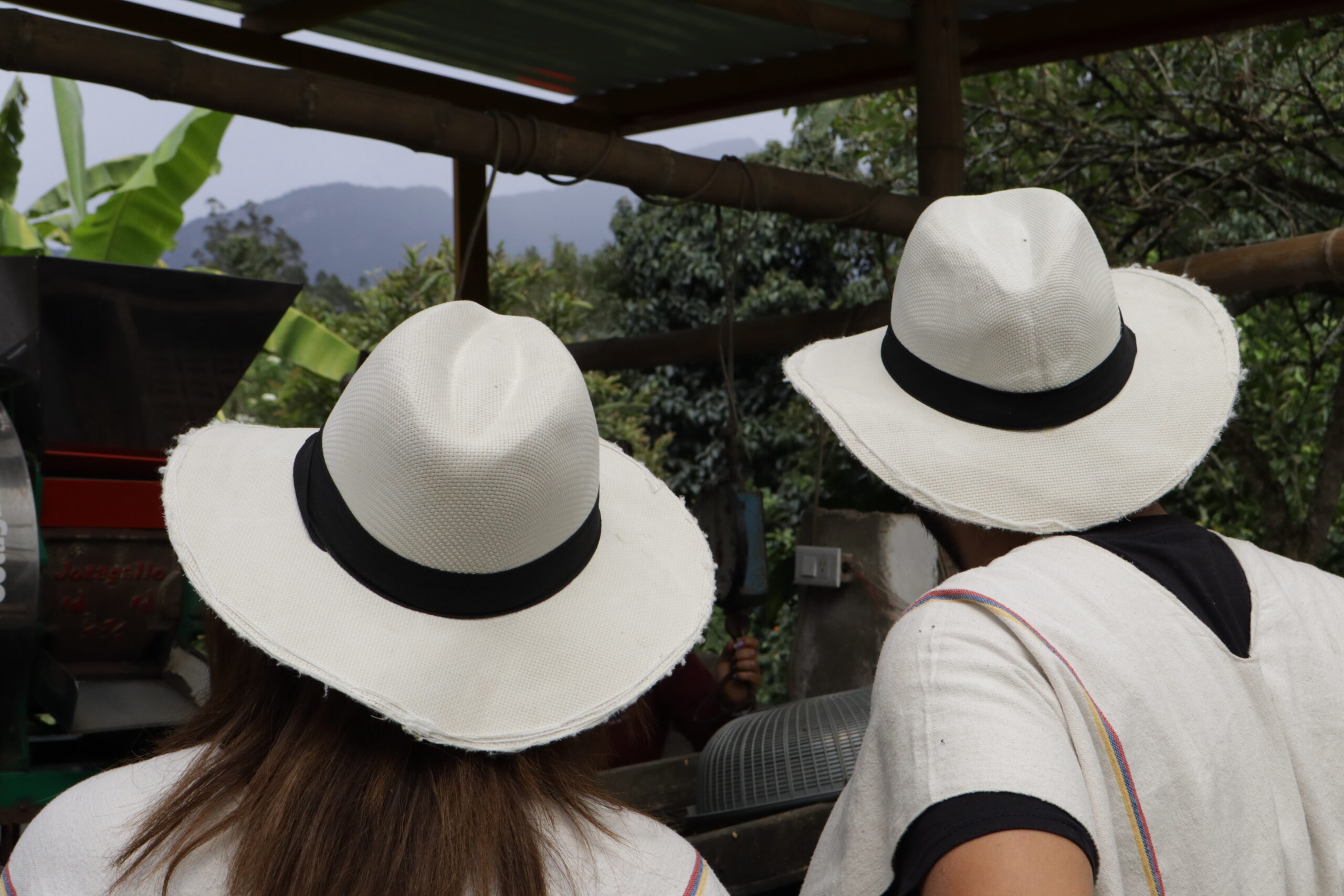 Coffee Farm Tour in Bogota | Organic Bean-to-Brew Experience